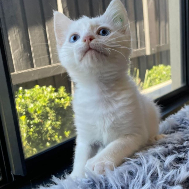 Dimple - Female Domestic Short Hair Cat in VIC - PetRescue