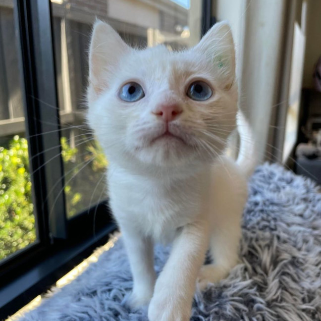 Dimple - Female Domestic Short Hair Cat in VIC - PetRescue