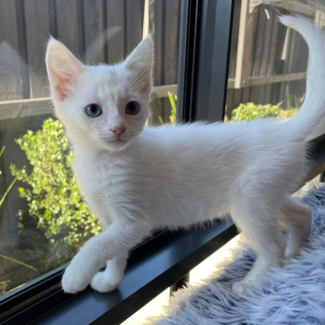 Dimple - Female Domestic Short Hair Cat in VIC - PetRescue