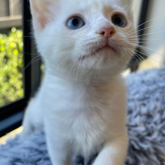 Dimple - Female Domestic Short Hair Cat in VIC - PetRescue