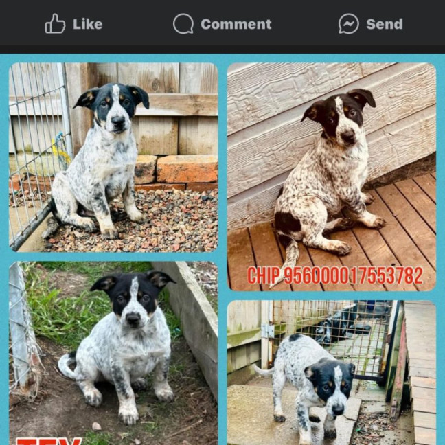 Tex - Medium Male Blue Heeler x Kelpie Mix Dog in VIC - PetRescue