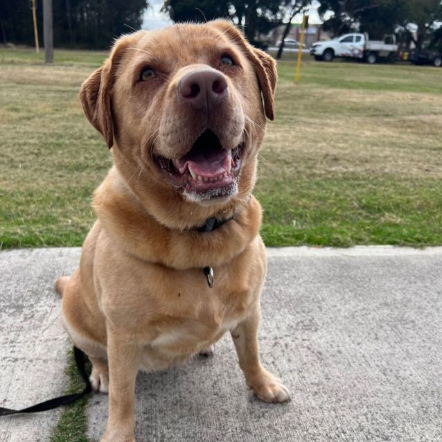 Chichi - Large Female Labrador Mix Dog in VIC - PetRescue