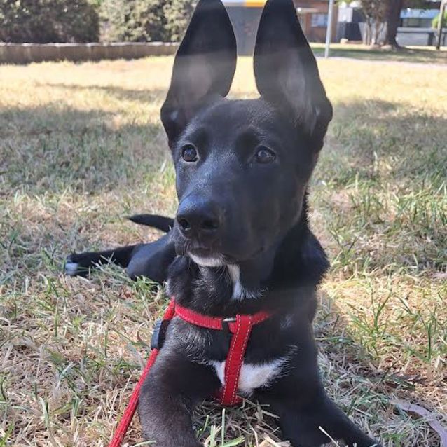 Daisy - Large Female German Shepherd x Kelpie Mix Dog in VIC - PetRescue