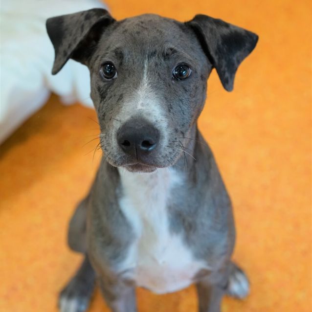 Babaganoosh (arty) - Large Male Bull Arab Mix Dog in QLD - PetRescue