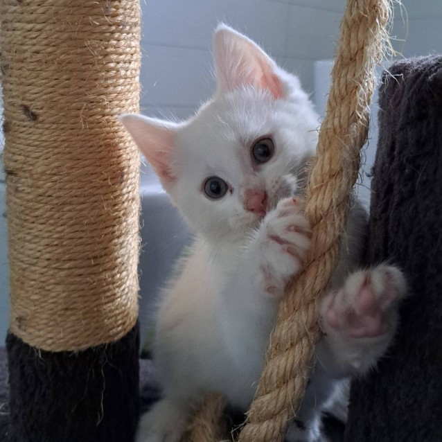 Otto - Male Dsh Mix Cat in VIC - PetRescue