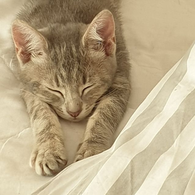 Edwina - Located in Preston - Female Domestic Short Hair Cat in VIC ...