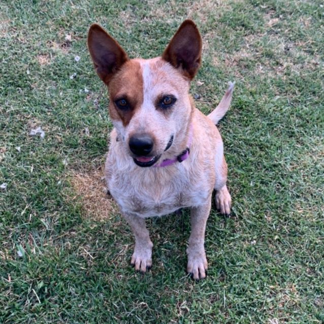 Ruby (on adoption trial) - Medium Female Red Heeler Dog in NSW - PetRescue