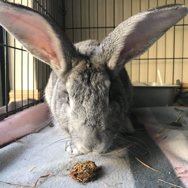 Maverick - Male Flemish Giant Mix Rabbit in WA - PetRescue