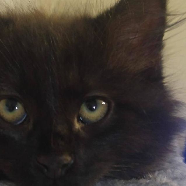 Woala Meet Me This Sunday @ Best Friends Preston - Male Domestic Medium ...