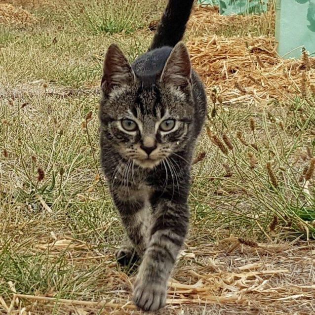 Filby - Male Domestic Short Hair Cat in VIC - PetRescue