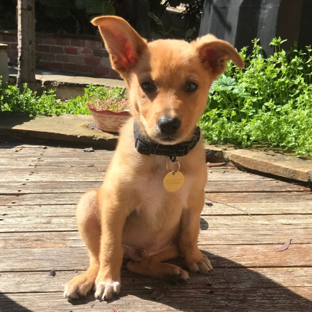 Ed Sheeran - Medium Male Kelpie Mix Dog in VIC - PetRescue