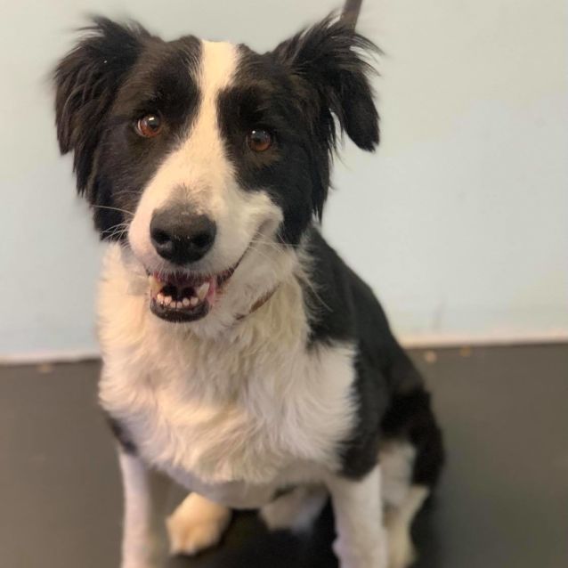 Buddy - Medium Male Border Collie Dog in QLD - PetRescue