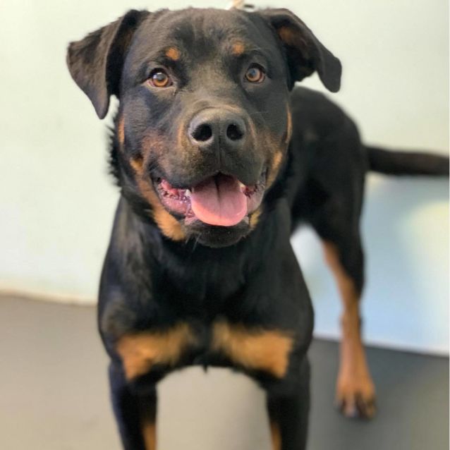 Rocky - Large Male Rottweiler Dog in QLD - PetRescue