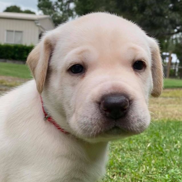 Holly - Large Female Wolfhound x Labrador Mix Dog in QLD - PetRescue