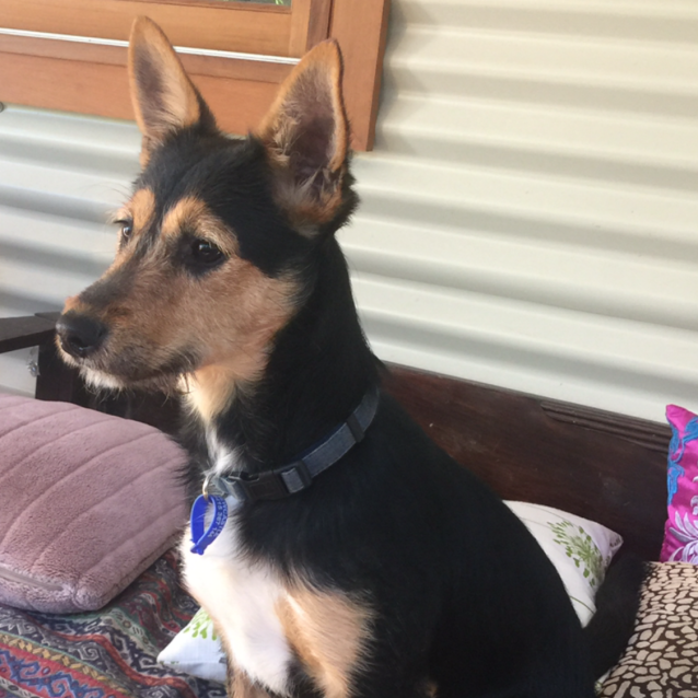 Shadow ~ Kelpie X Terrier (on trial 31/8/19) - Medium Male Kelpie x ...