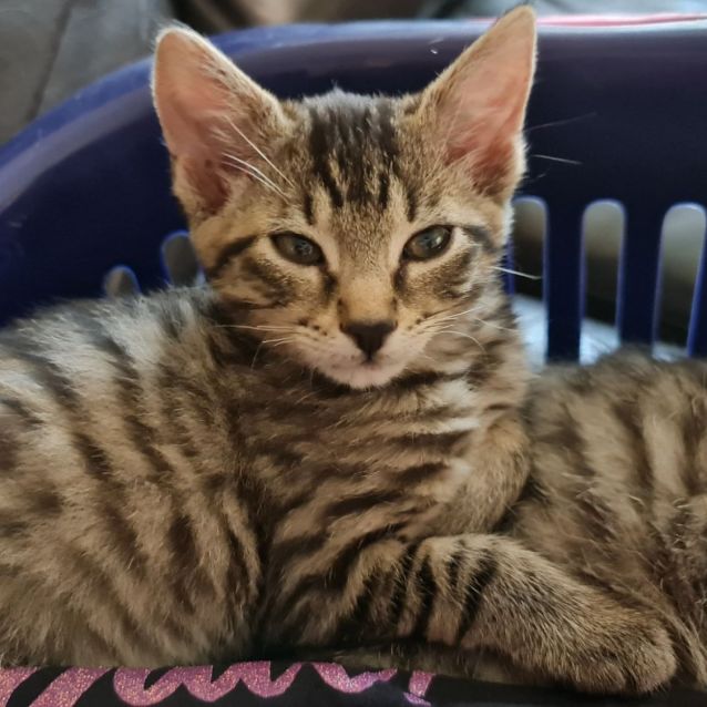 Sheera **2nd Chance Cat Rescue** - Female Domestic Short Hair Cat in ...