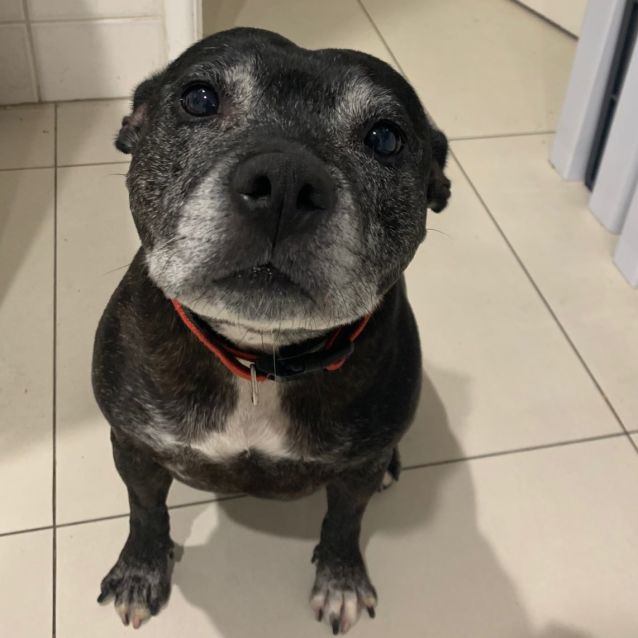 Molly - Small Female Staffy Dog in QLD - PetRescue