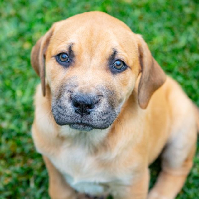 Prudence ~ Mastiff X Puppy(On Trial 19/06/21) - Medium Female Mastiff ...