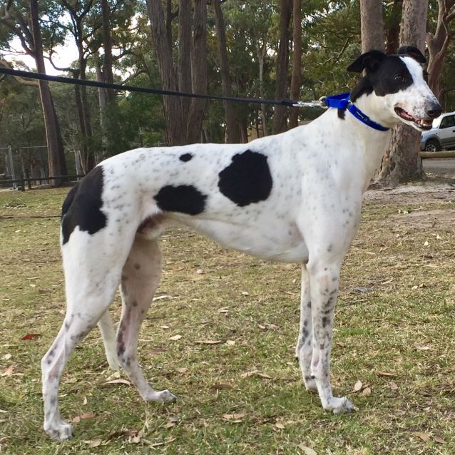 Rex - Large Male Greyhound Dog in NSW - PetRescue
