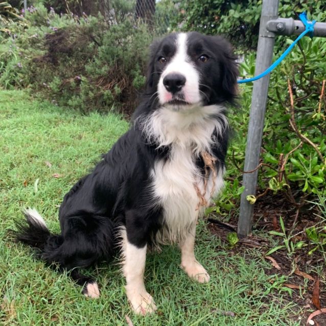 Archie - Medium Male Border Collie Dog in NSW - PetRescue