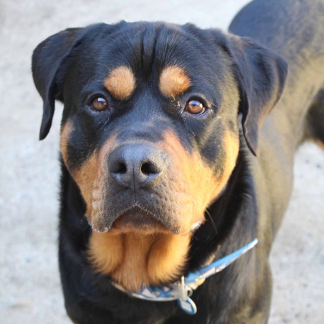 Rafael - Large Male Rottweiler Mix Dog in NSW - PetRescue