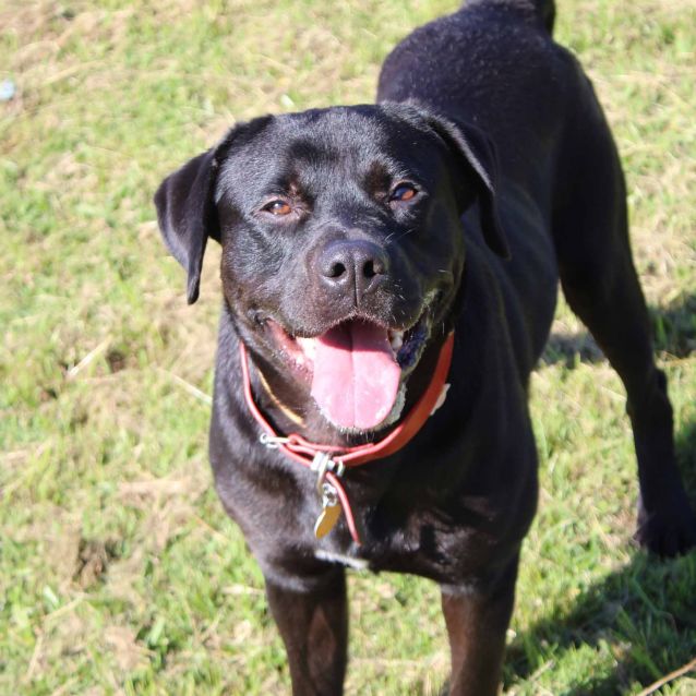 Guinness - Medium Male Rottweiler x Labrador Mix Dog in NSW - PetRescue