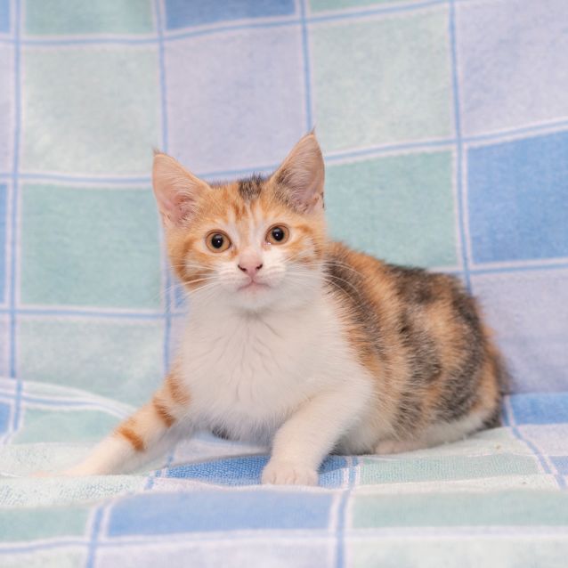 Blondie **2nd Chance Cat Rescue** - Female Domestic Short Hair Cat in ...