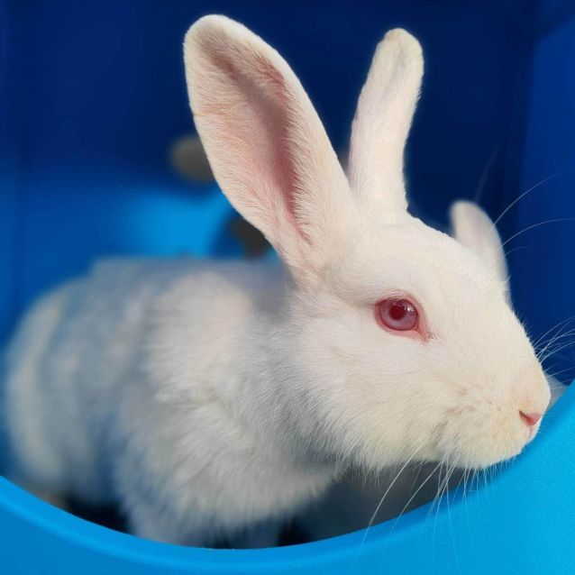 Dexter - Male Domestic Rabbit in VIC - PetRescue