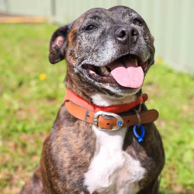 Muz - Large Male Staffordshire Bull Terrier Mix Dog in NSW - PetRescue