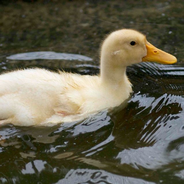Waddles - Male Duck in NSW - PetRescue