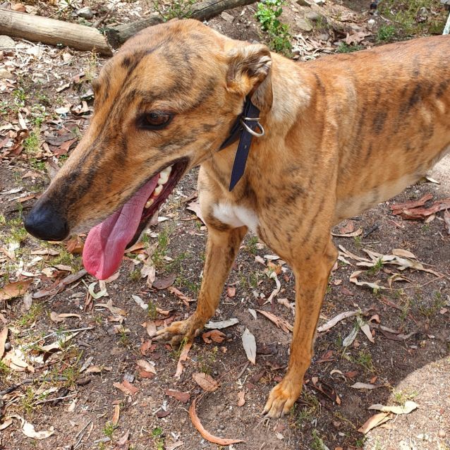 Big Al (Alfie) - Large Male Greyhound Dog in QLD - PetRescue