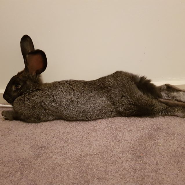 Opal - Female Flemish Giant Rabbit in VIC - PetRescue