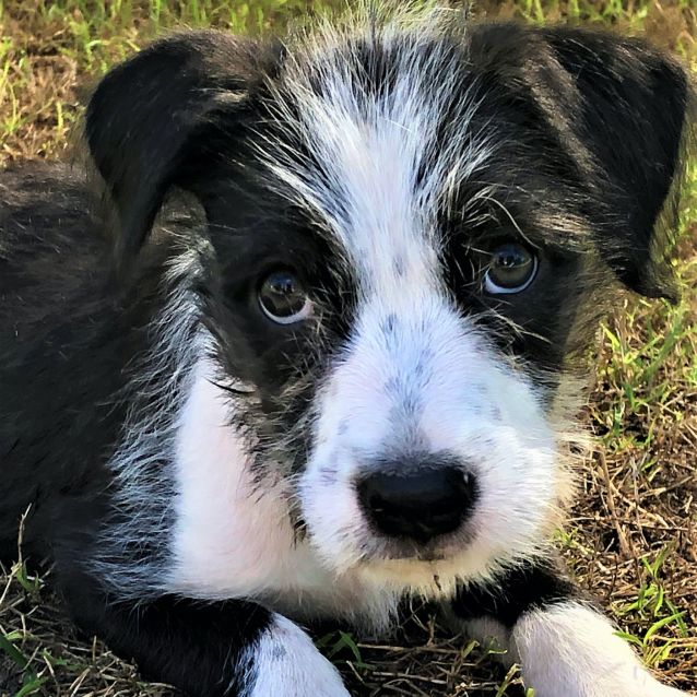 Mia - Large Female Border Collie x Irish Wolfhound Dog in QLD - PetRescue