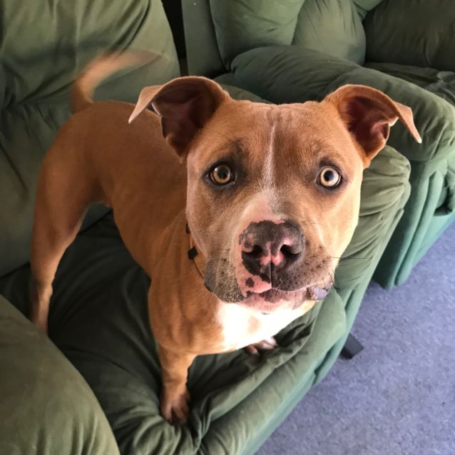 Rusty *On Trial in His New Home* - Medium Male American Staffordshire ...