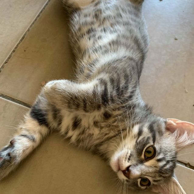 Chopper - Male Domestic Short Hair Cat in QLD - PetRescue