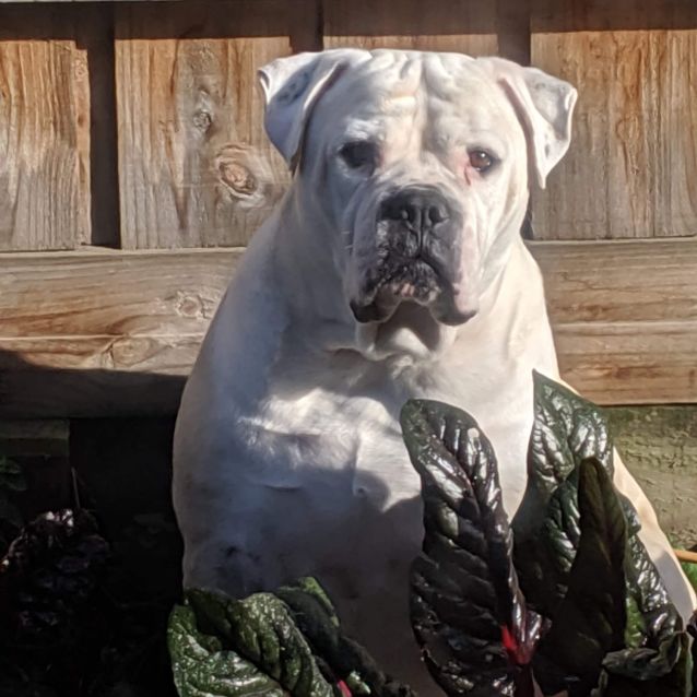 Dozer - Large Male American Bulldog Dog in VIC - PetRescue