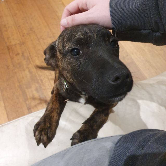 Carlton - Medium Male Staghound x Whippet x Blue Heeler Mix Dog in VIC ...