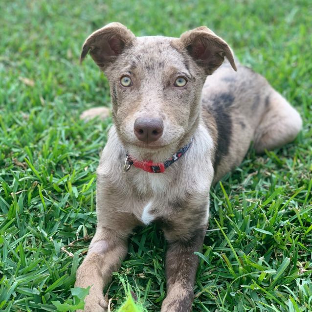 Roo - Medium Female Kelpie x Koolie Dog in VIC - PetRescue