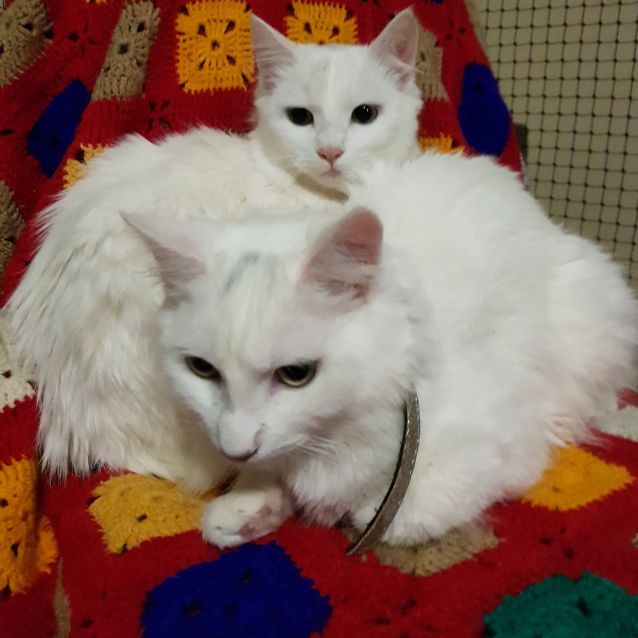 Snow White **2nd Chance Cat Rescue** - Female Angora Mix Cat in VIC ...