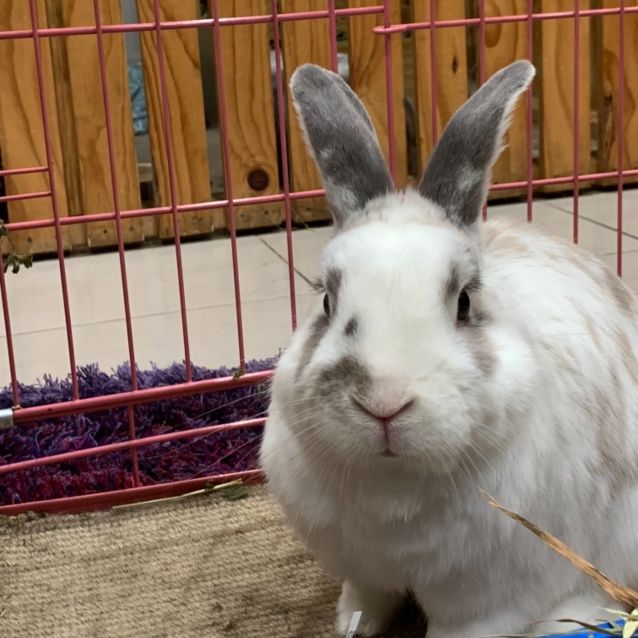 Rupert - Male Lop Eared Mix Rabbit in VIC - PetRescue