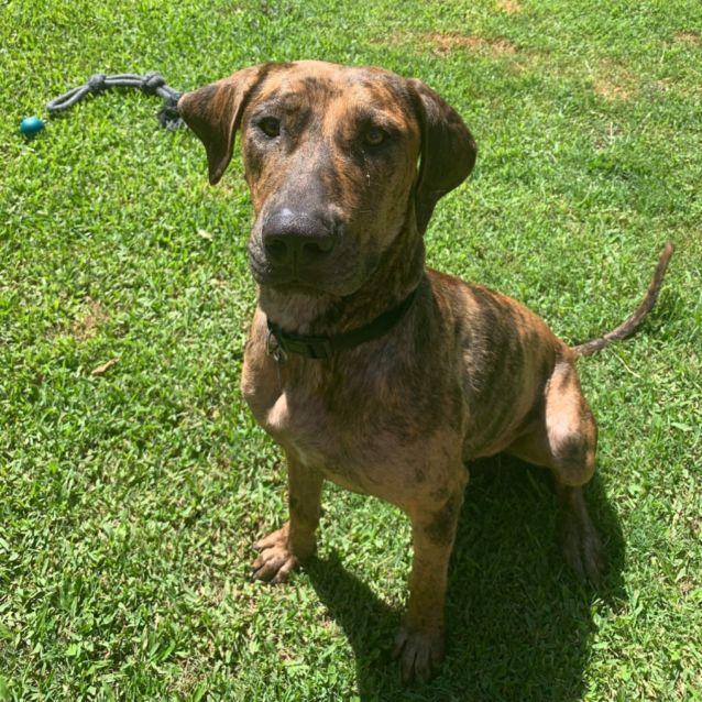 Maci - Large Female Bull Arab Mix Dog in QLD - PetRescue