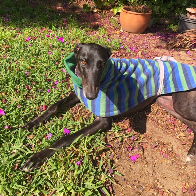 Dixie - Large Female Greyhound Dog in NSW - PetRescue