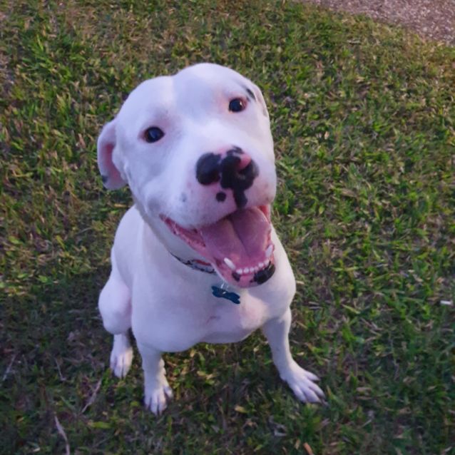 Daisy - Large Female Boxer Mix Dog in QLD - PetRescue