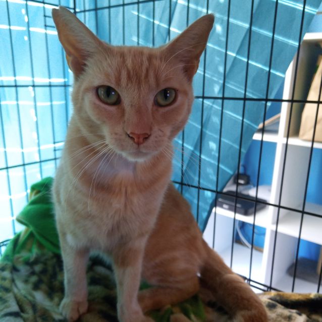 Chestnut - Male Domestic Short Hair Cat in NSW - PetRescue