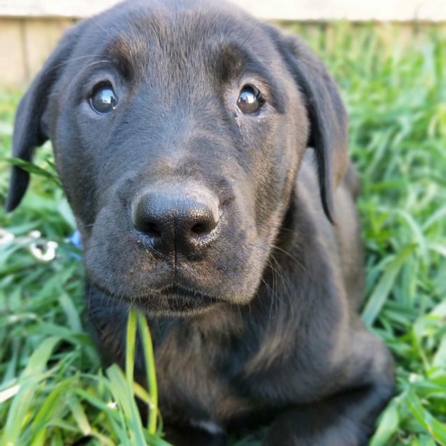Patty - Large Female Labrador x Wolfhound Mix Dog in QLD - PetRescue