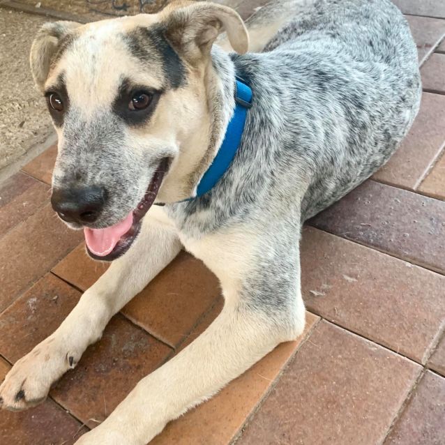 Brodee - Medium Male Cattle Dog x Labrador Mix Dog in QLD - PetRescue