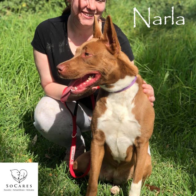 Narla - Medium Female Kelpie x American Staffordshire Bull Terrier Dog ...