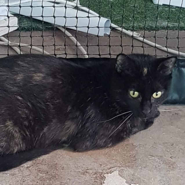 Prudence - Female Domestic Short Hair Cat in QLD - PetRescue