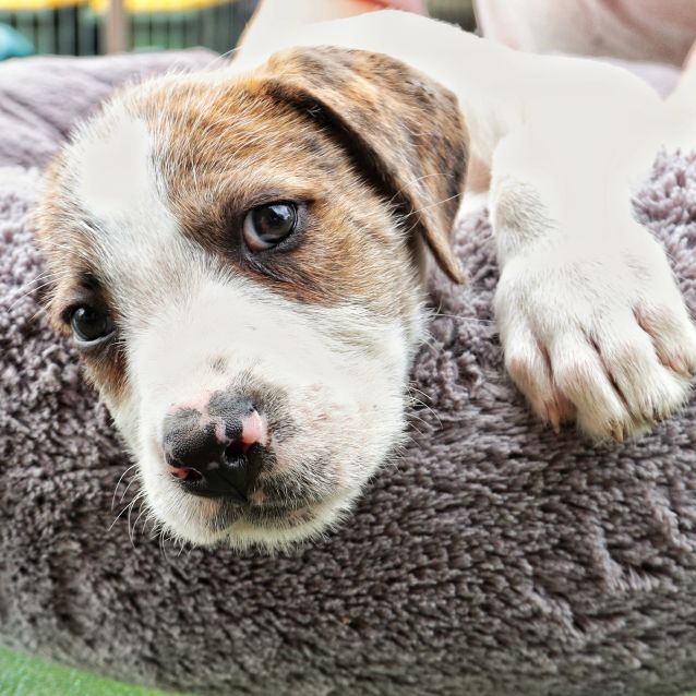 Finnigan ~ 10wk Old Bullhound X (On Trial 7/2/21) - Large Male Bull ...