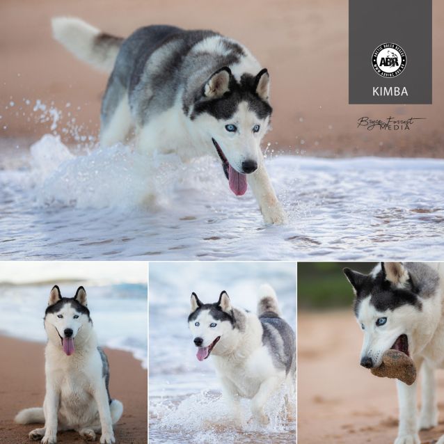 Kimba - Medium Female Siberian Husky Dog in NSW - PetRescue